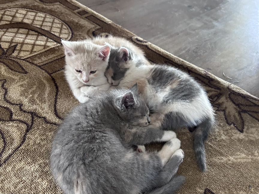 Котята в добрые руки
