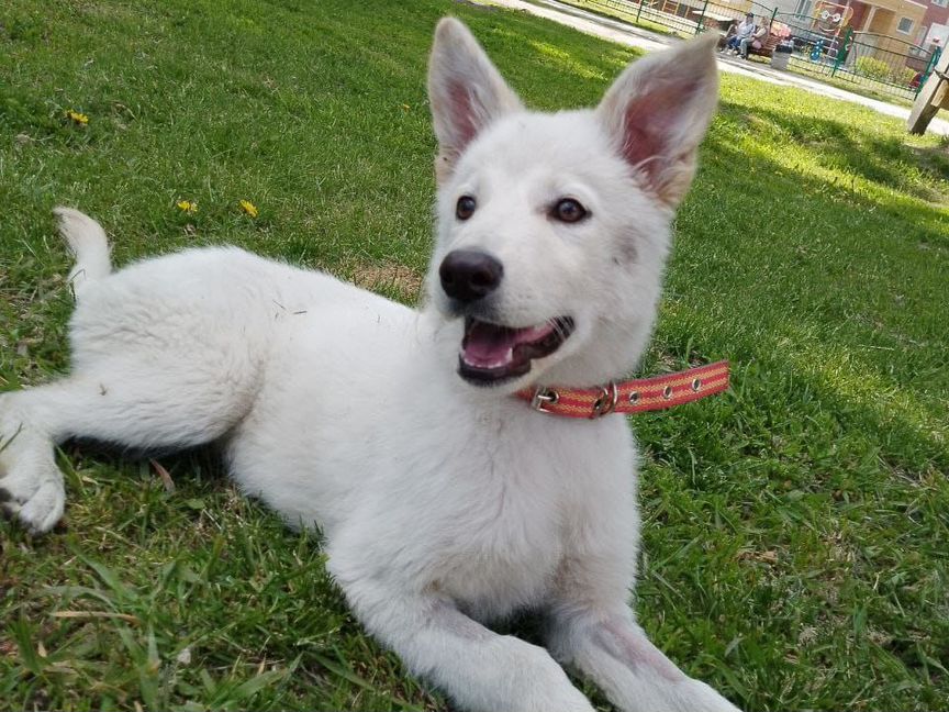 Западно сибирская лайка