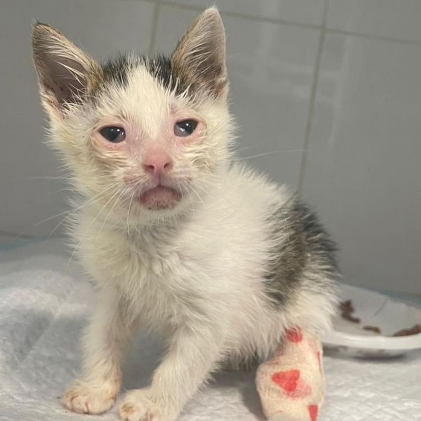 Сонечка выбирает жизнь