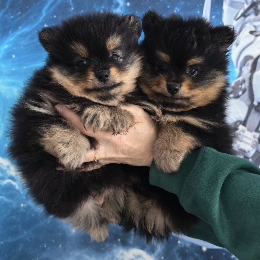 Померанский шпиц, щенок
