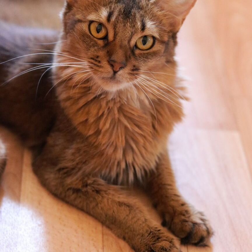 Сомалийская кошка