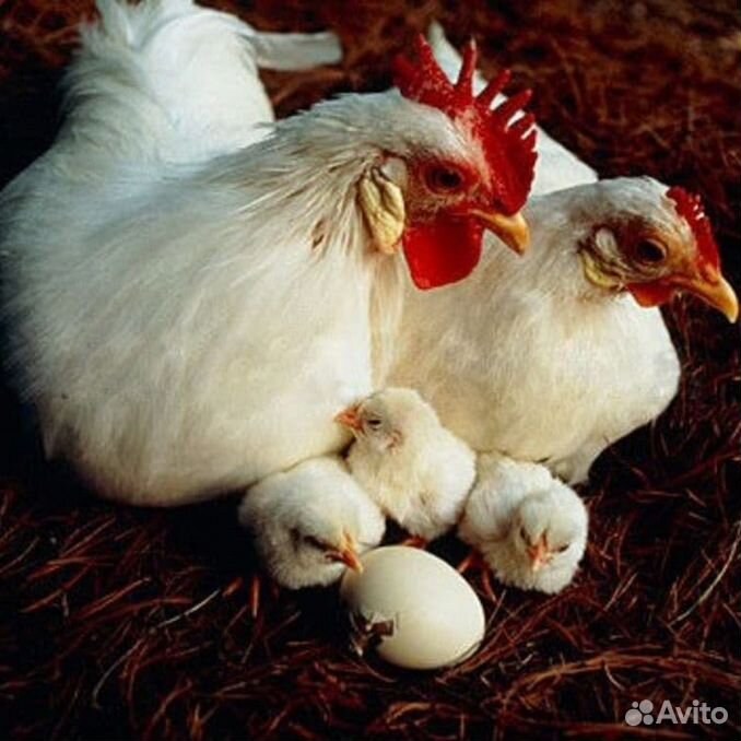 Курочка(несушка )