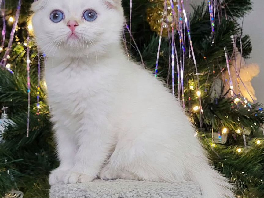 Шотландская вислоухая девочка