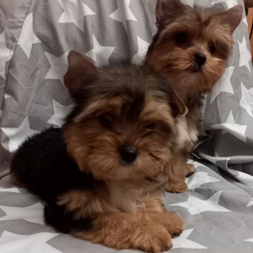 Йоркширский терьер, щенок