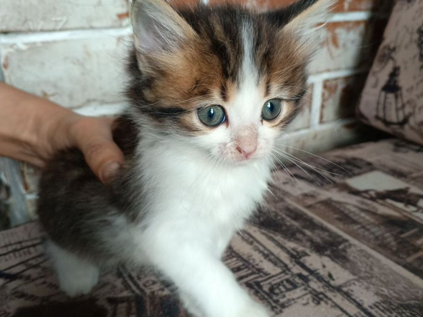 Кошки
