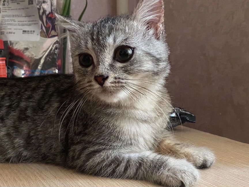 Котенок Шотланский прямоухий