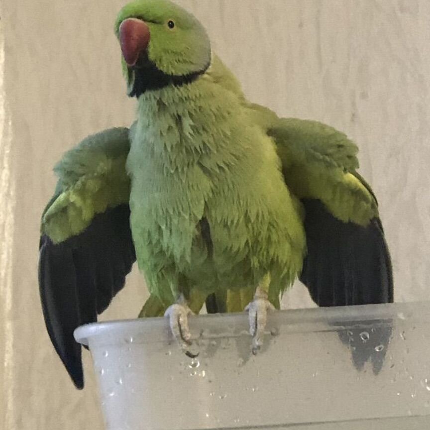 Ожереловый попугай