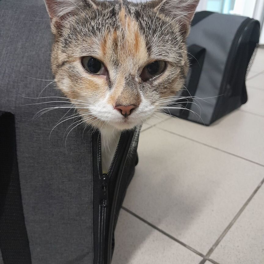 Кошка ищет дом