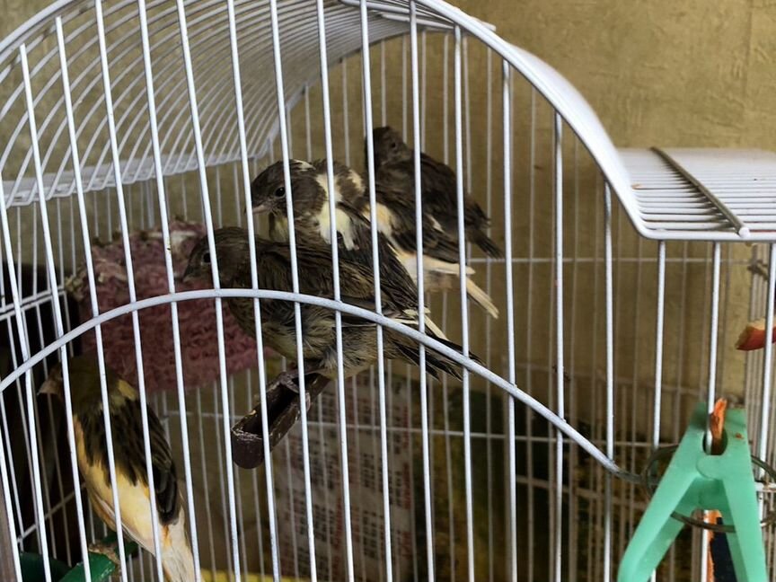 Продаю птенцов кенара