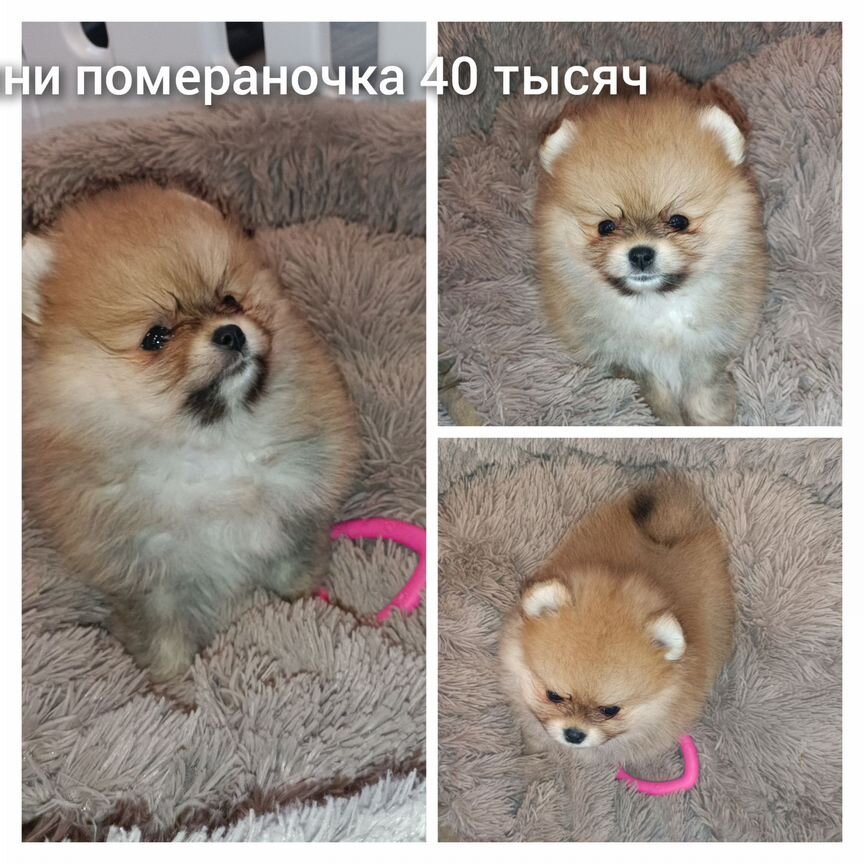 Померанский шпиц