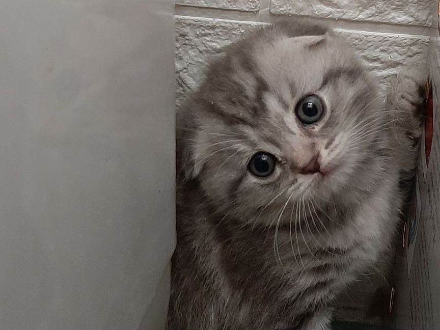 Шотландские плюшки