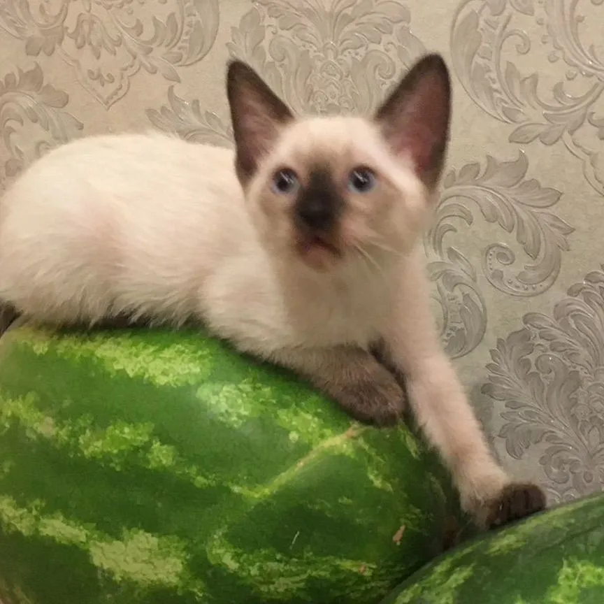 Тайские котята