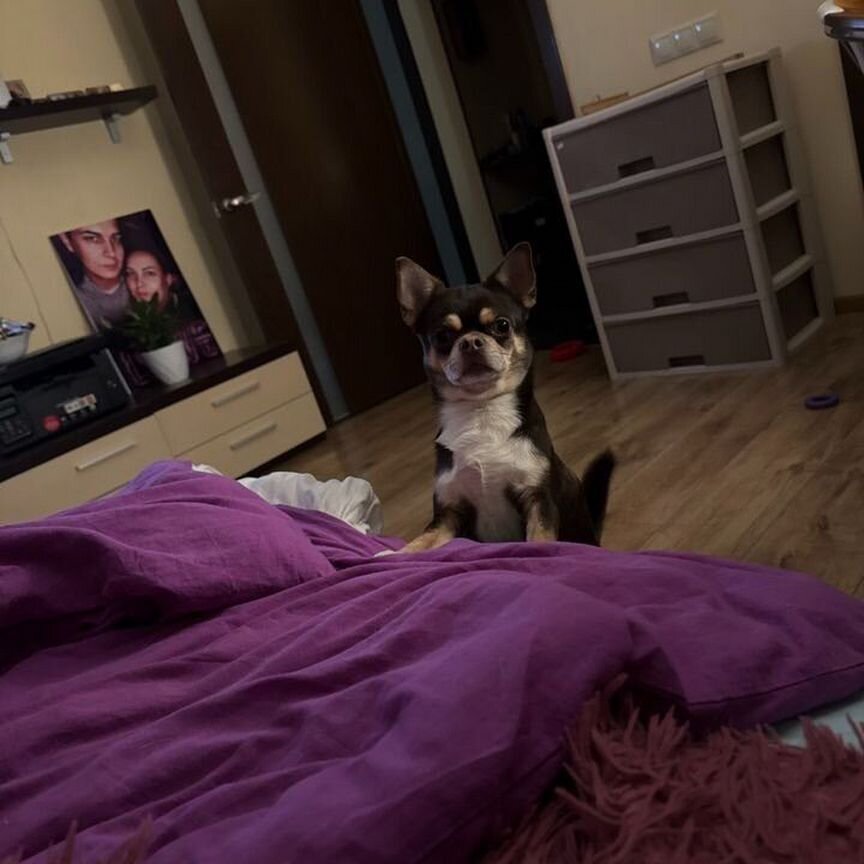 Вязка чихуаху