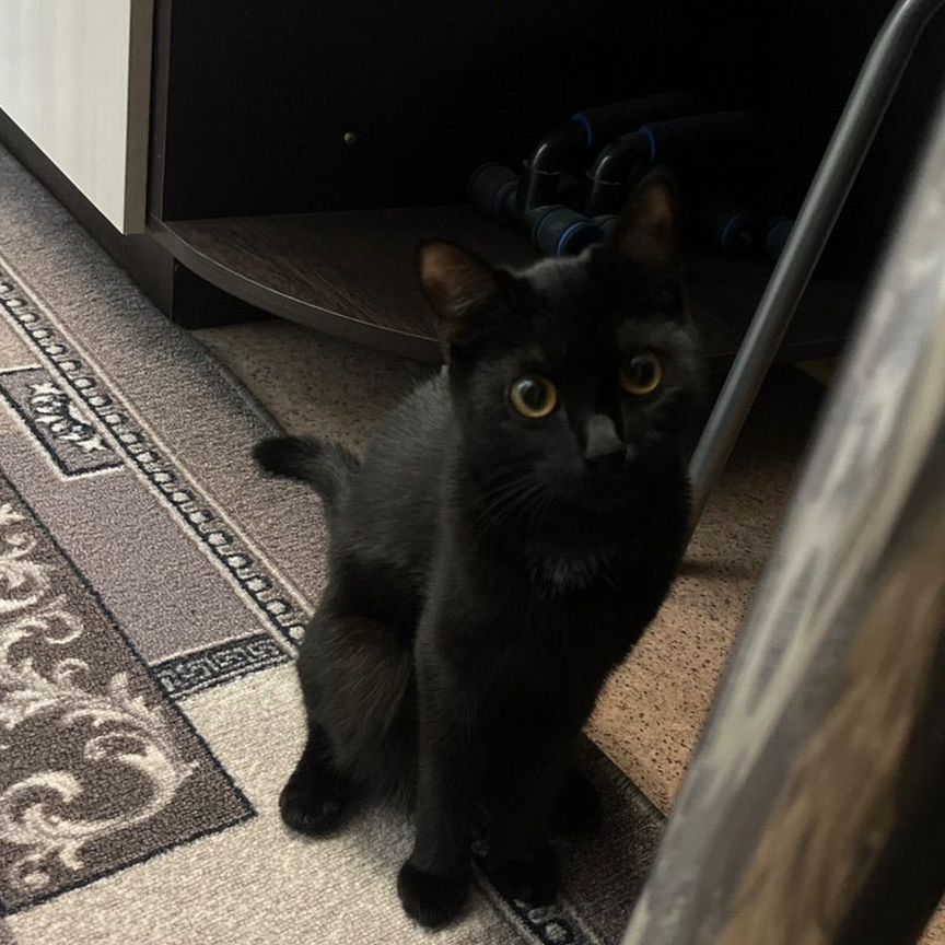 Черная кошка