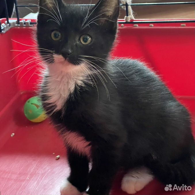 Котенок мальчик 2мес