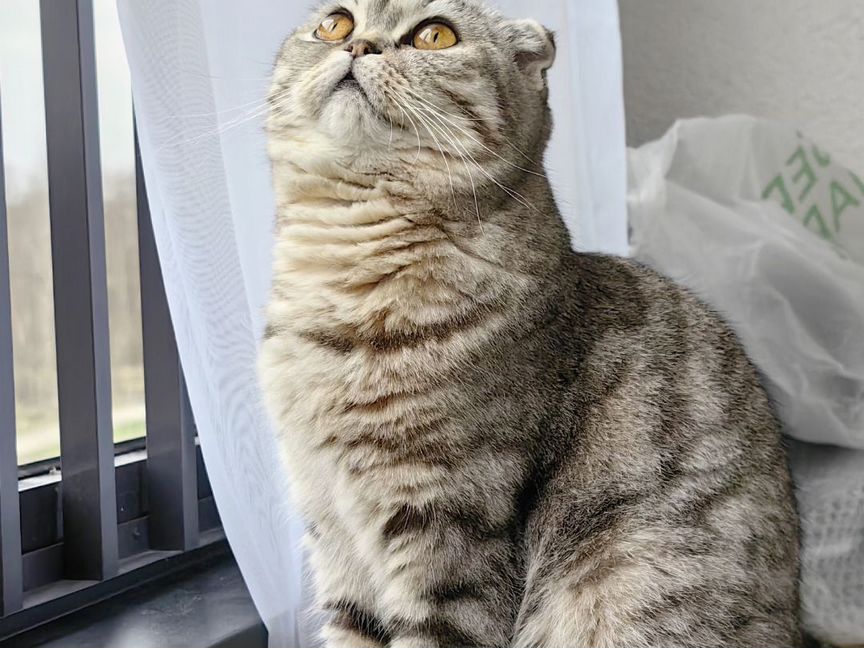 Шотландская вислоухая кошка бесплатно