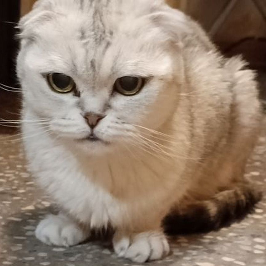 Шотландская вислоухая короткошёрстная кошка, взрослая