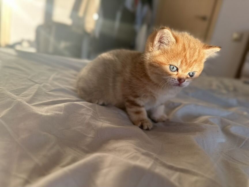 Британские котята золотая шиншилла Bri ny 12