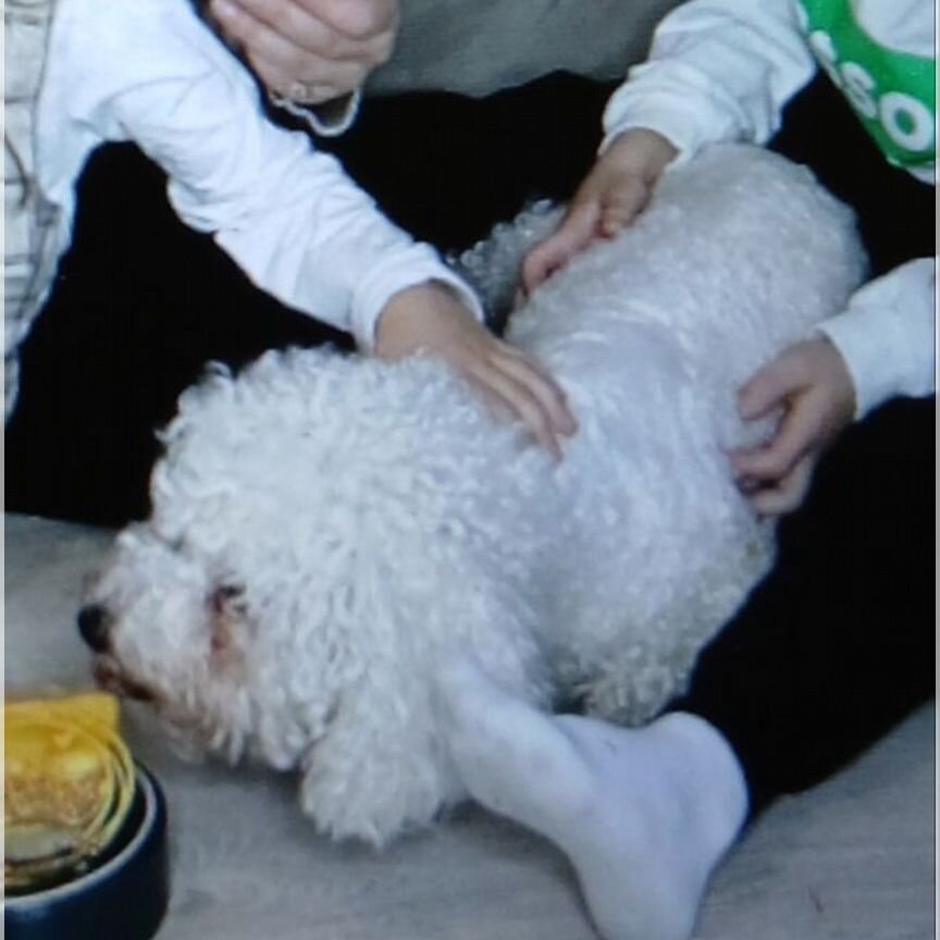 Бишон фризе, щенок