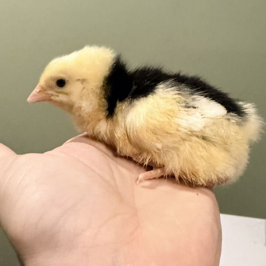 Цыплята ливенские и пушкинские