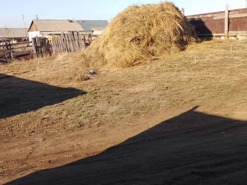 Продам сено
