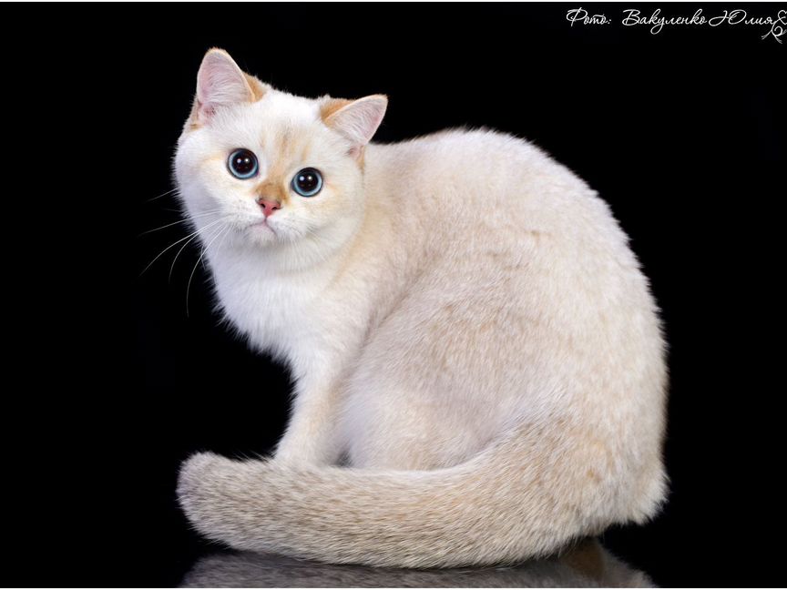 Кошка золотой колор-поинт
