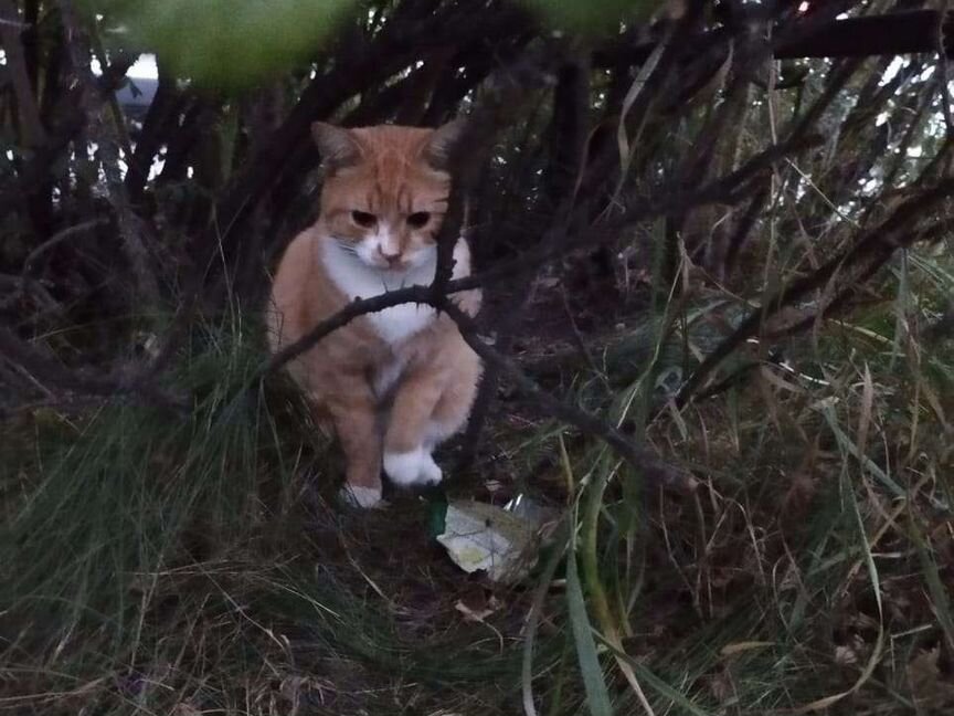 Котик потеряшка ищет хозяина