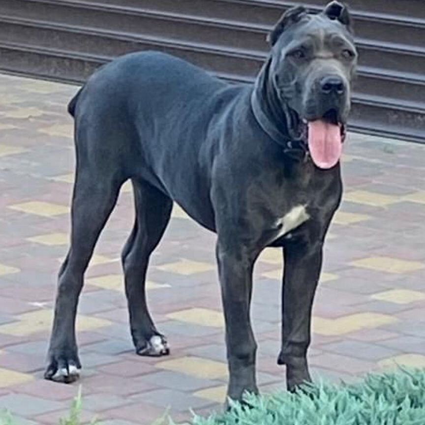 Итальянский Кане-корсо