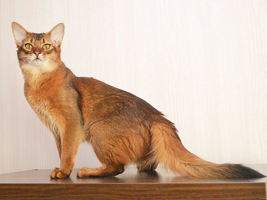 Сомалийский котик