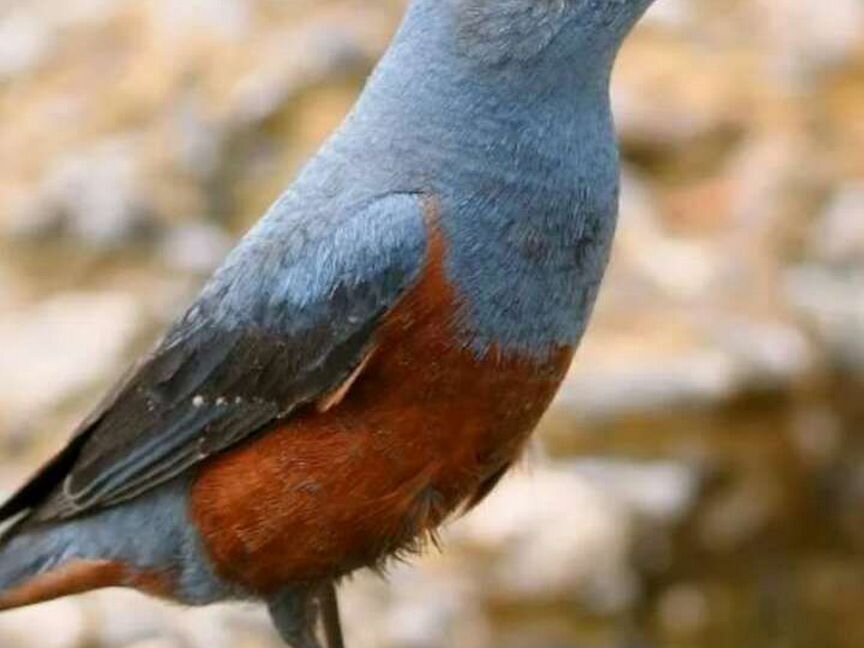 Дрозды и другие благородные птицы