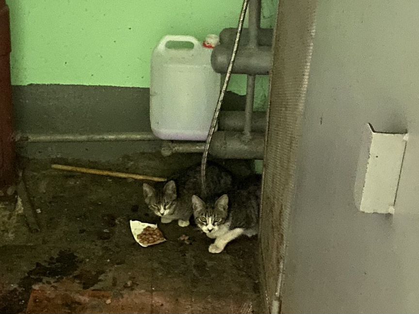 Бездомные котята