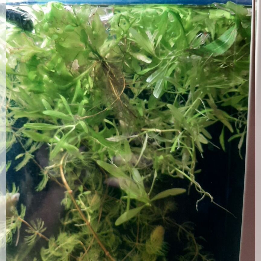Аквариумные растения прополка