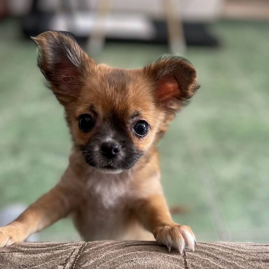 Щенок чихуахуа
