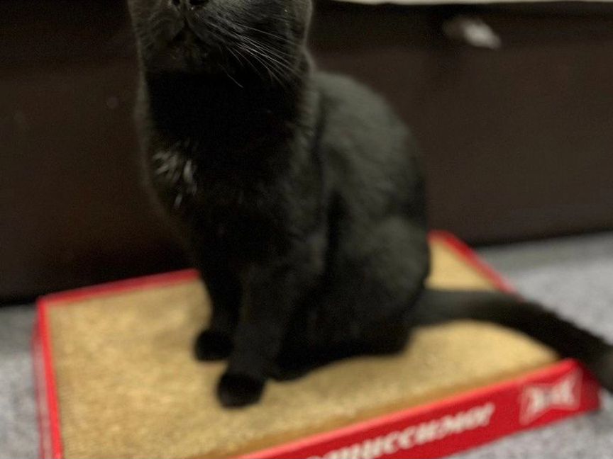 Котик Вася