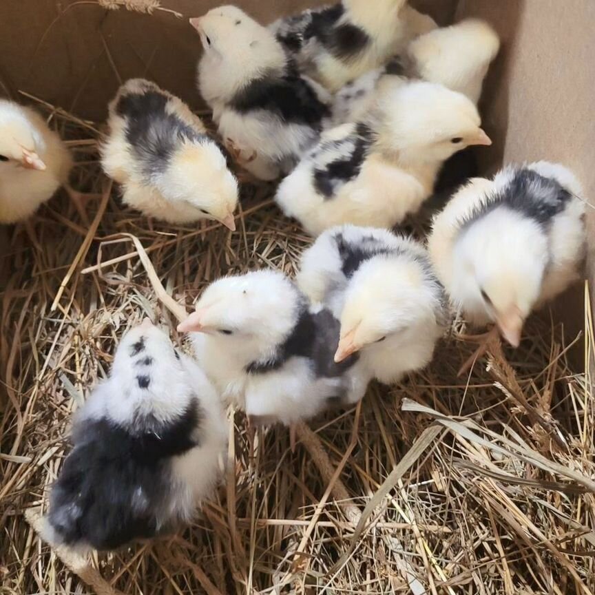 Цыплята несушки