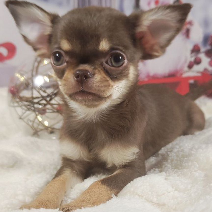 Чихуахуа, щенок