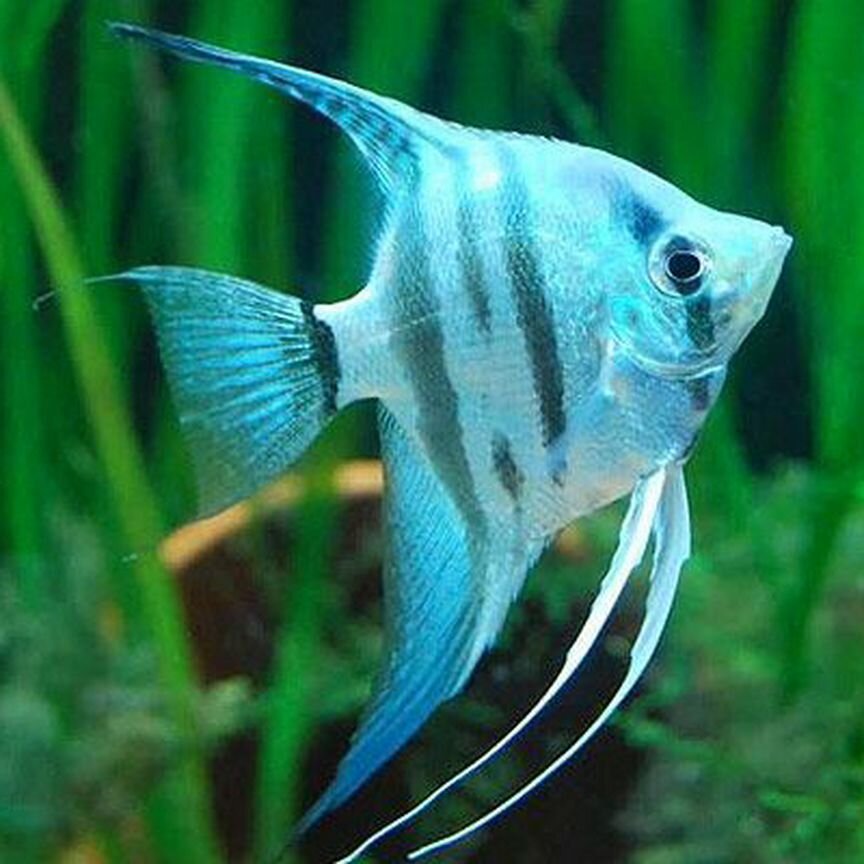 Скалярия, боция клоун