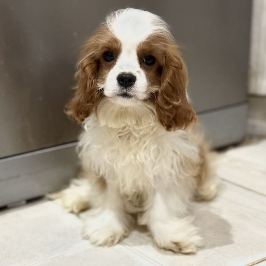 Кавалер кинг-чарльз-спаниель, щенок