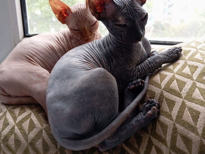 Котята сфинкс