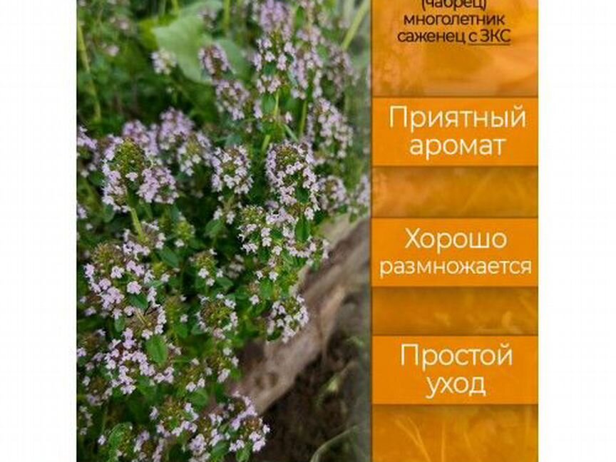 Тимьян ползучий (чабрец) - саженец - деленка куста