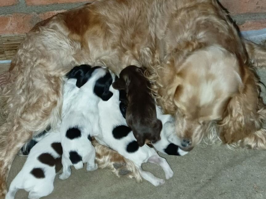 Русский спаниель