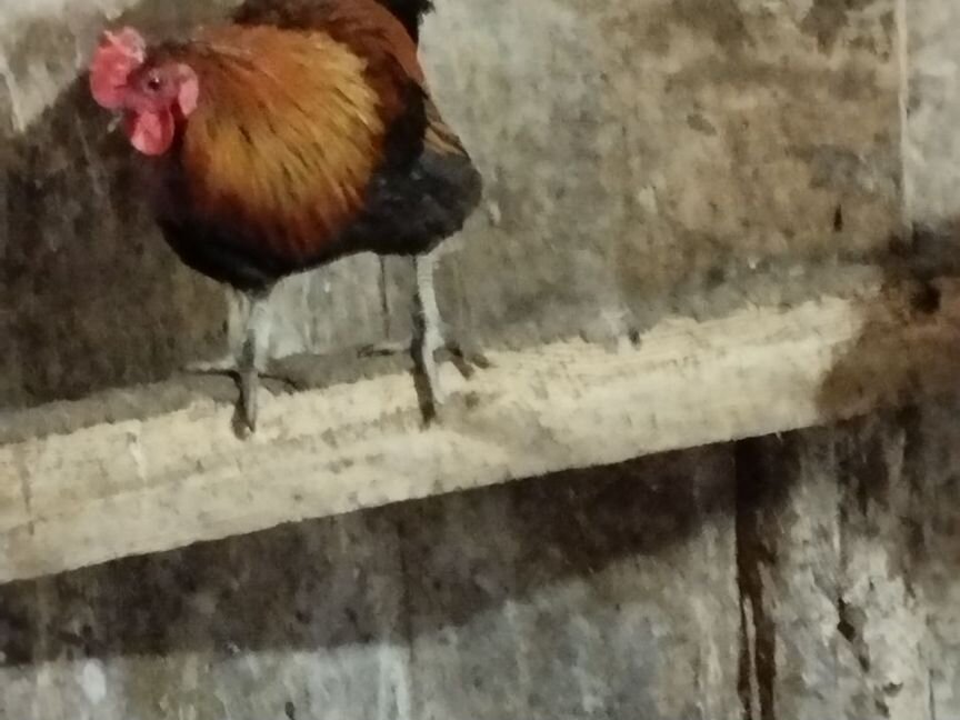 Молодые петухи