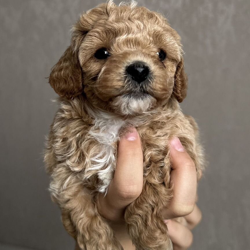 Той-пудель, щенок