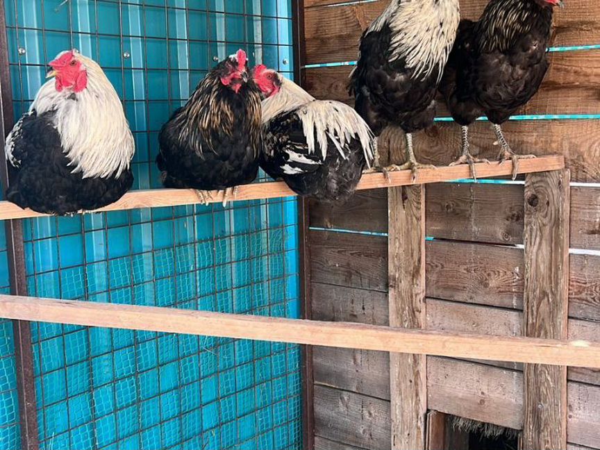 Продаю петуха