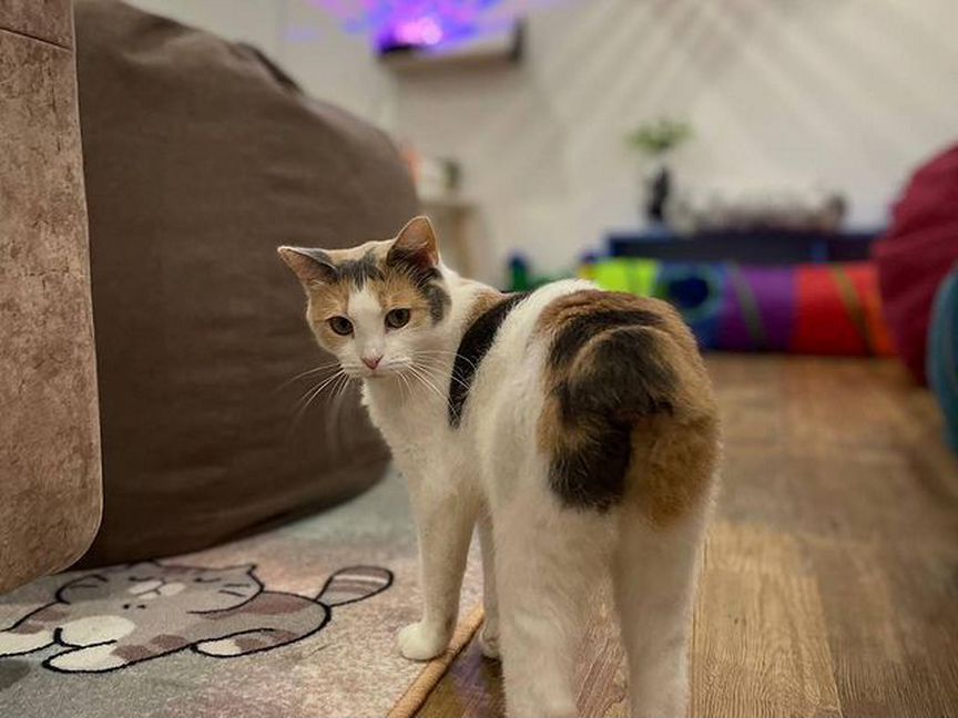 Кошечка Есения в добрые руки