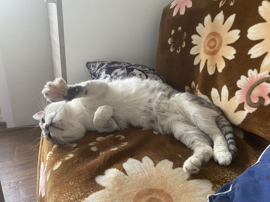 Кот в добрые руки