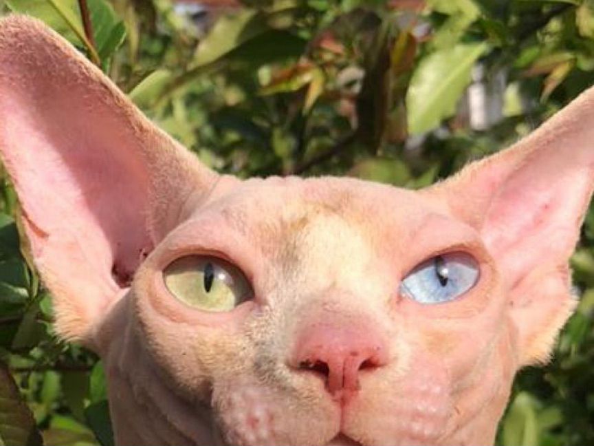 Канадский сфинкс. Яркое разноглазие