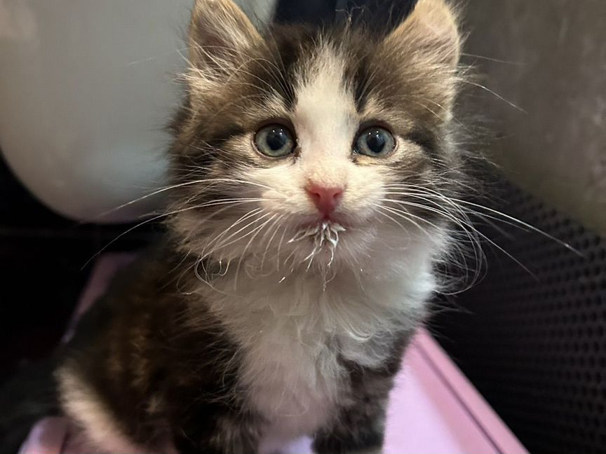 Котенок Марсель в добрые руки