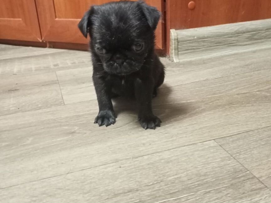 Щенок мопса