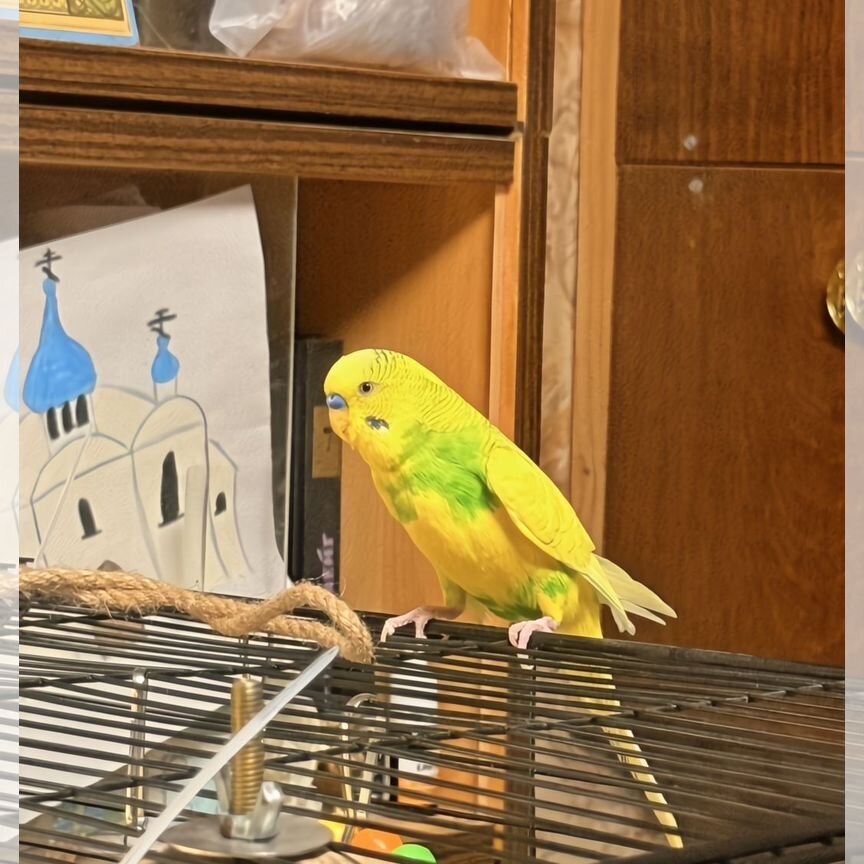 Волнистый попугай самец и самка